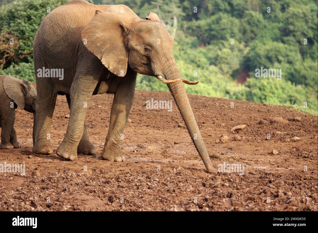 African elephants in the water hole at Treetops Lodge in Aberdare ...