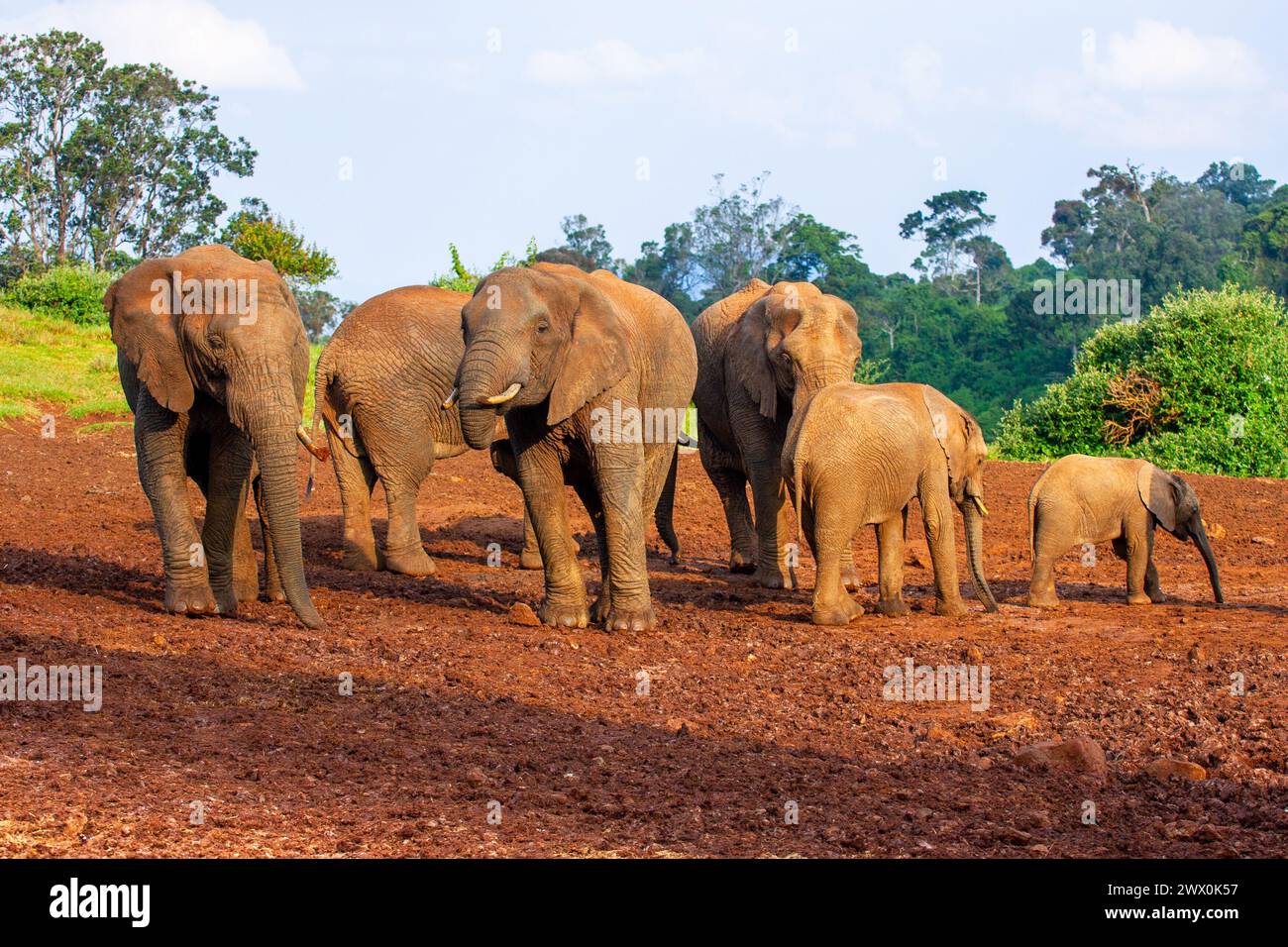 African elephants in the water hole at Treetops Lodge in Aberdare ...