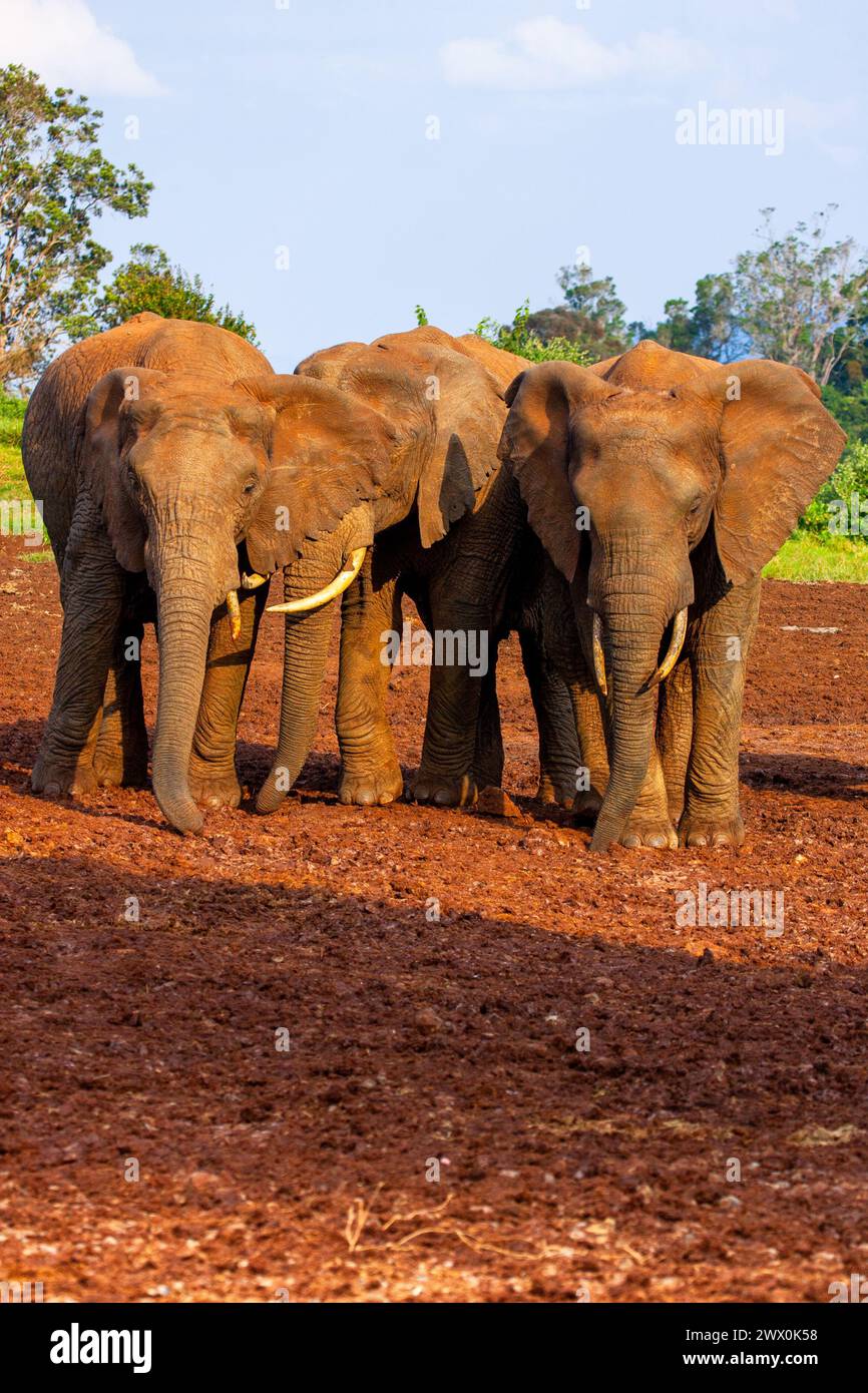 African elephants in the water hole at Treetops Lodge in Aberdare ...