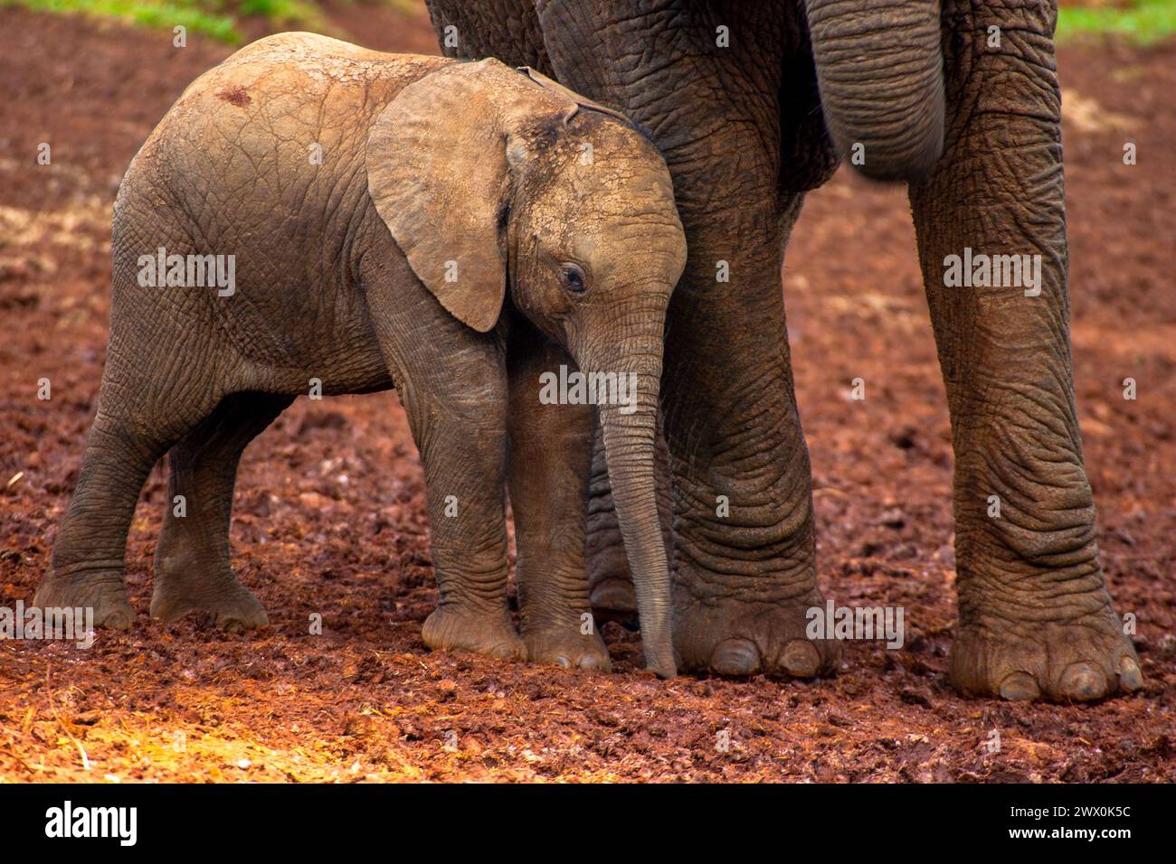 African elephants in the water hole at Treetops Lodge in Aberdare ...