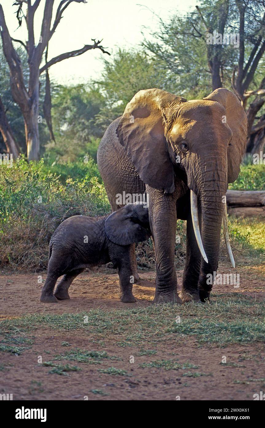 African elephants female nursing a calf Stock Photo - Alamy
