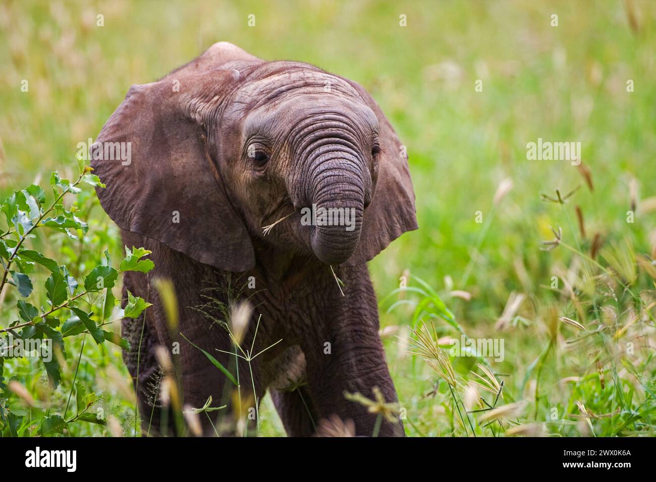 Baby African elephant. African elephant calf Stock Photo - Alamy