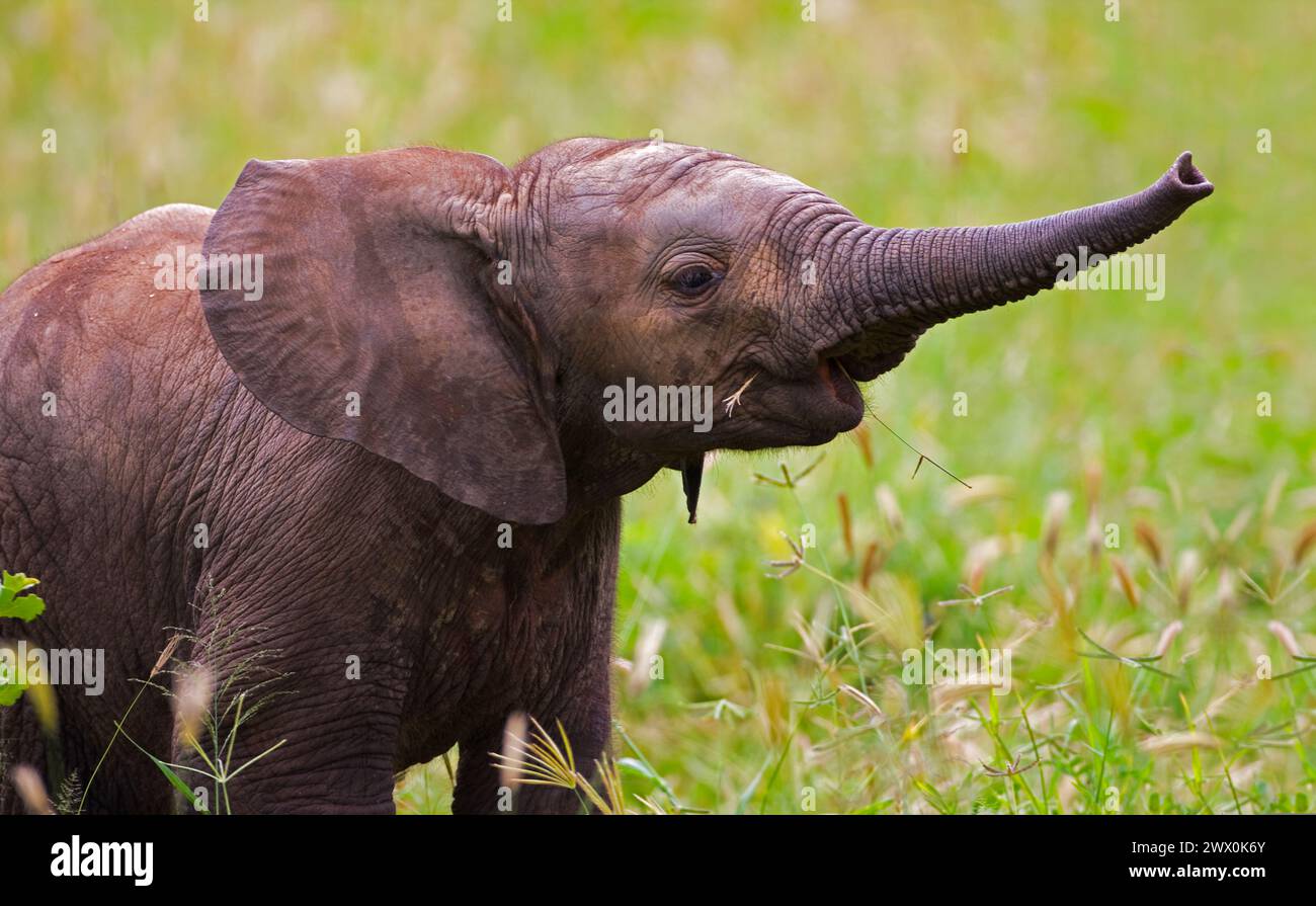 Baby African elephant. African elephant calf Stock Photo - Alamy