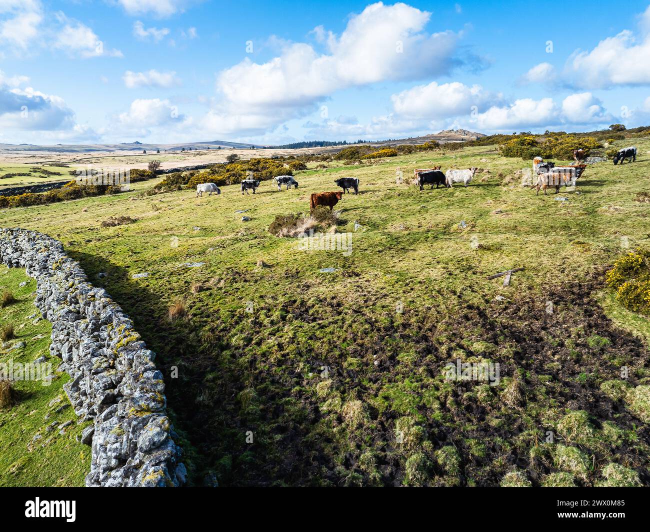 Farms over West Dart River in Dartmoor National Park, Devon, England ...