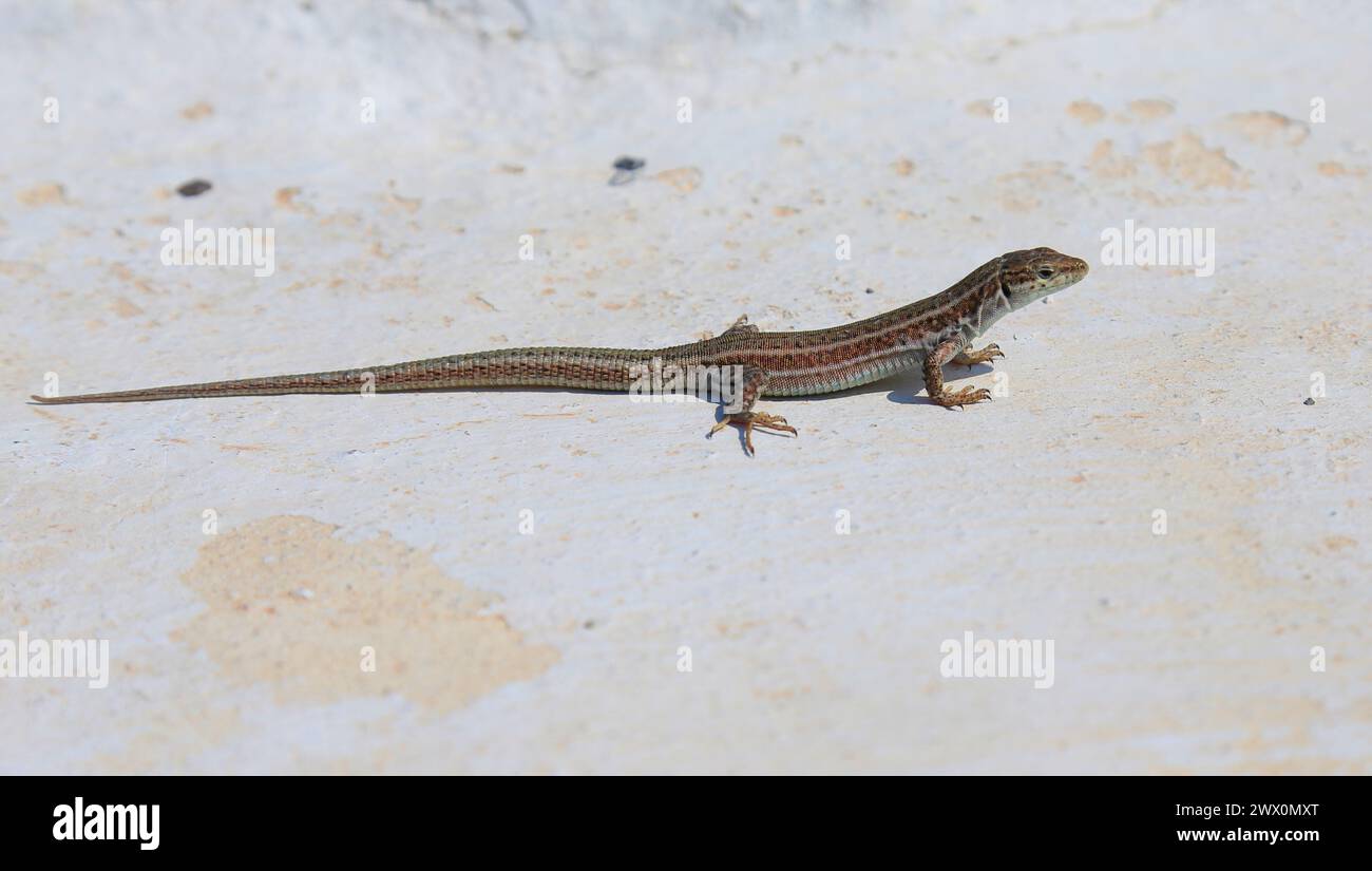 Santorini lizard hi-res stock photography and images - Alamy