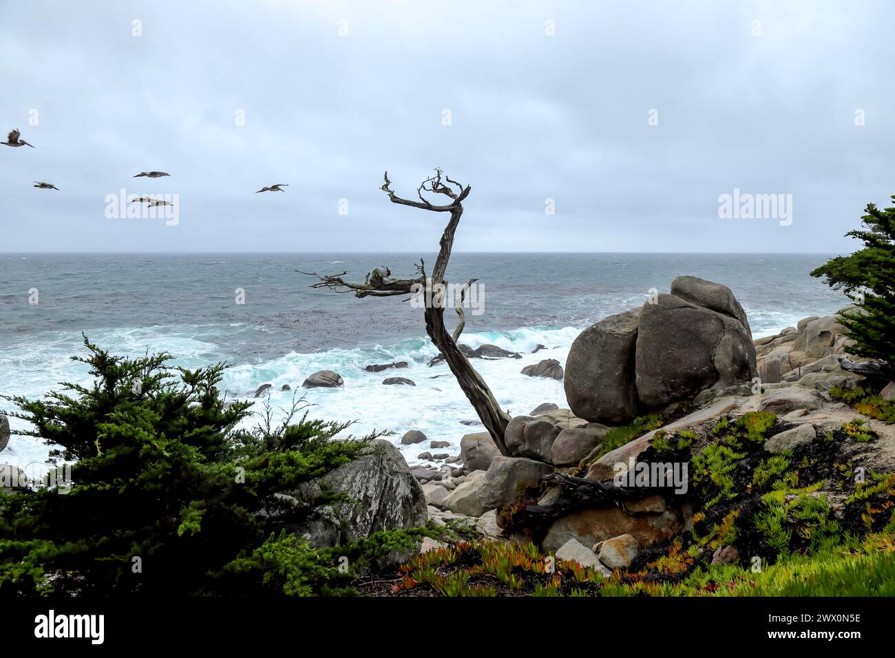 The ghost trees at Pescadero Point Pebble beach, California on a rainy ...