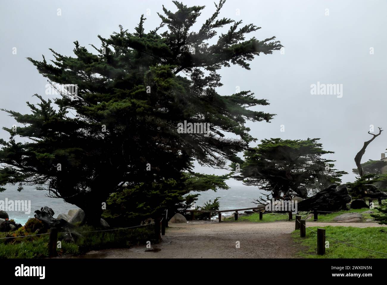 The ghost trees at Pescadero Point Pebble beach, California on a rainy day Stock Photo - Alamy