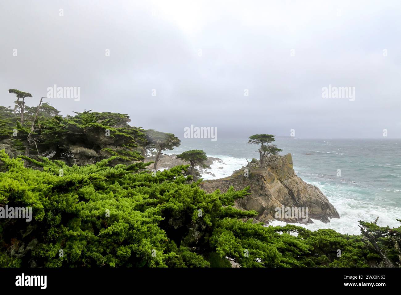 The Lone Cypress at 17-mile drive Pebble beach, California on a rainy ...