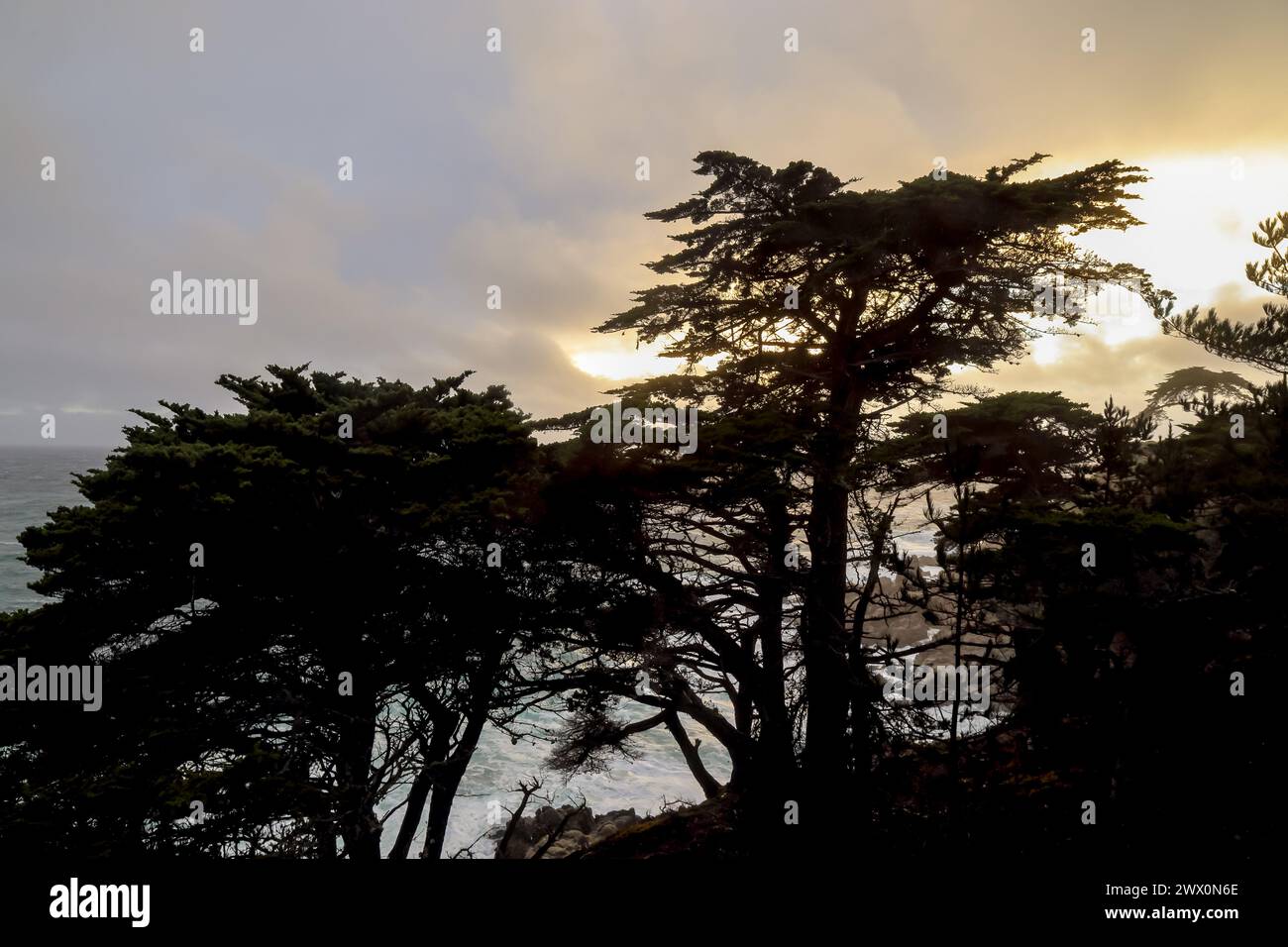 The ghost trees at Pescadero Point Pebble beach, California on a rainy ...