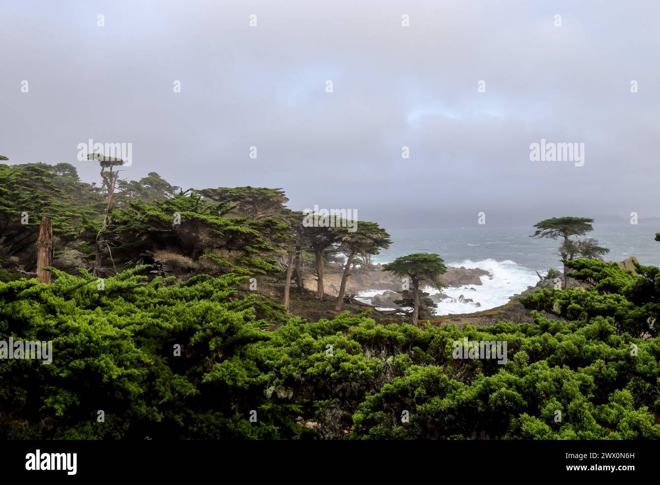 The ghost trees at Pescadero Point Pebble beach, California on a rainy day Stock Photo - Alamy