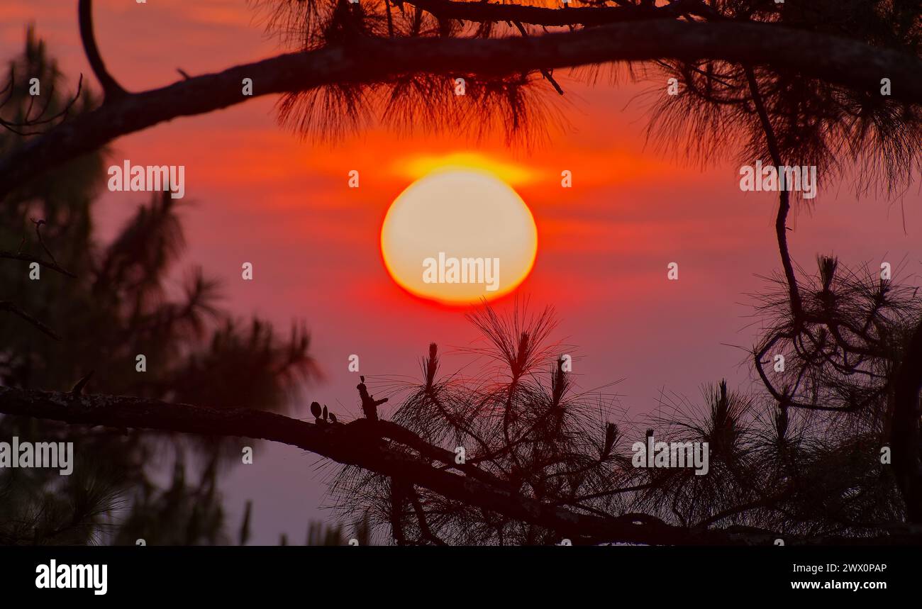 Image of the sun rising as an orange globe seen through dark vegetation ...