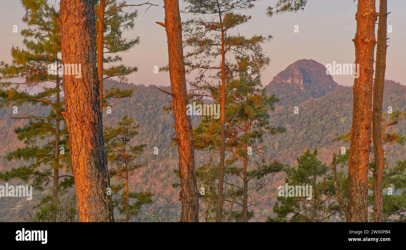 Trunks of pine trees lit up by morning sunlight with mountains in the ...