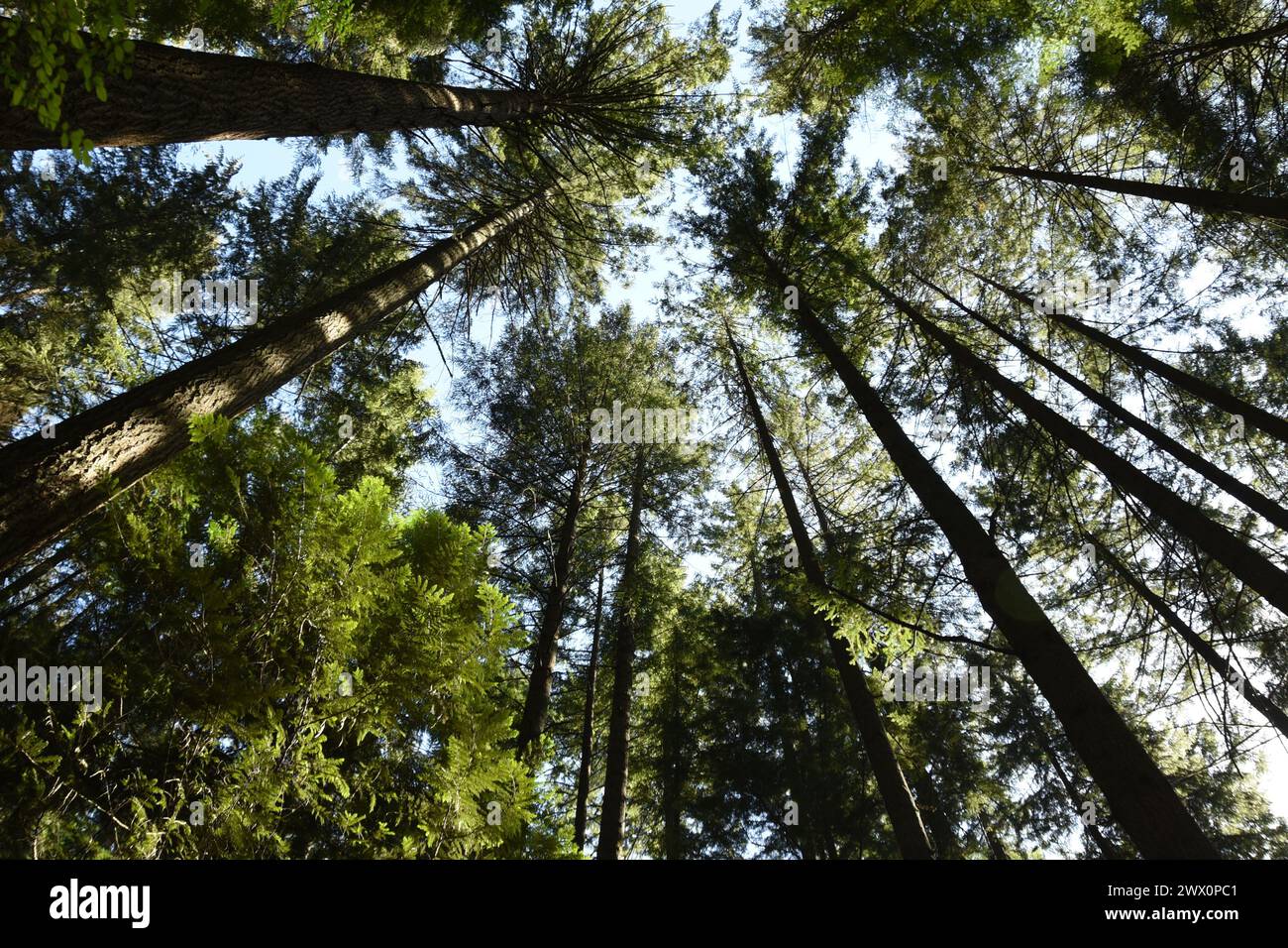 Logging old growth hi-res stock photography and images - Alamy