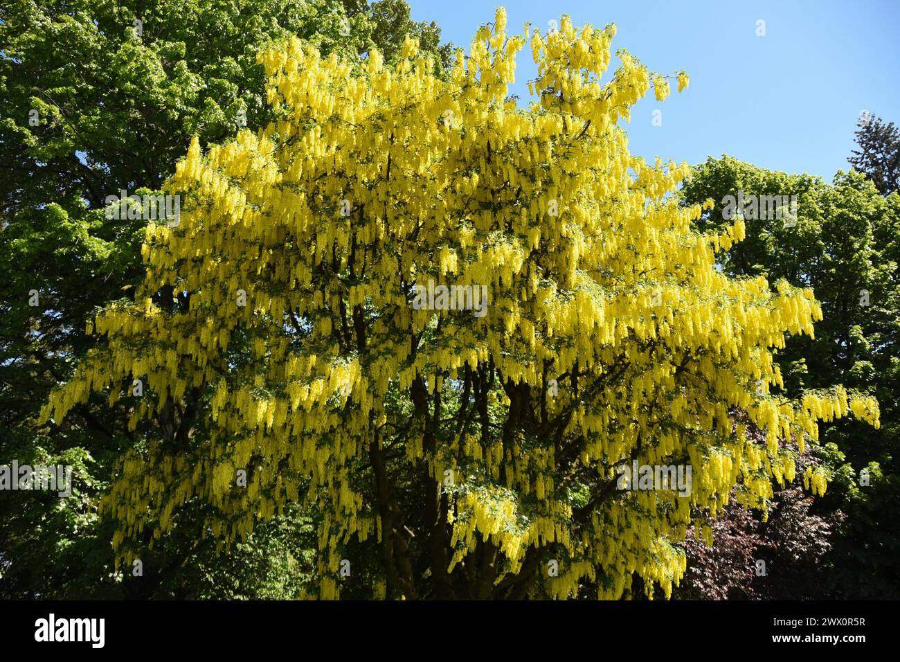 Spring blooming trees park vancouver hi-res stock photography and ...