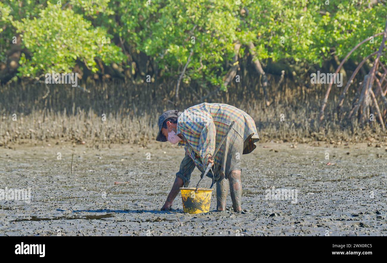 Fisherman bending down to pick crustacean from mud in mangrove tidal ...