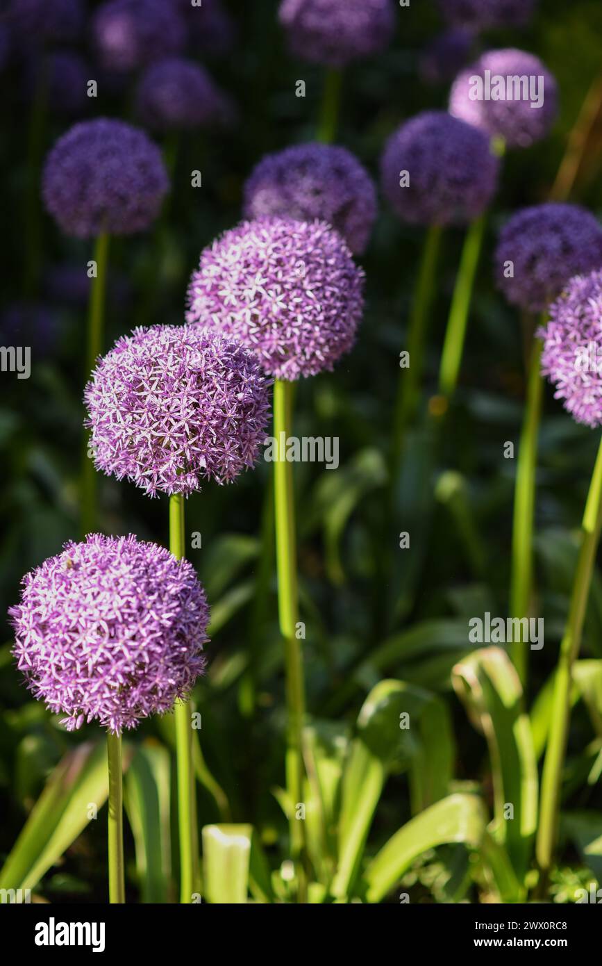 Ornamental onion (Allium) in full bloom Stock Photo - Alamy