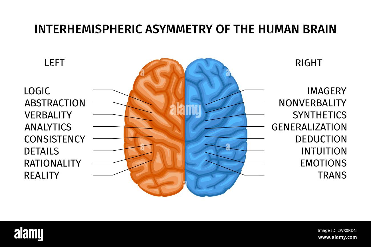Left and right human brain creative part composition with color coded ...