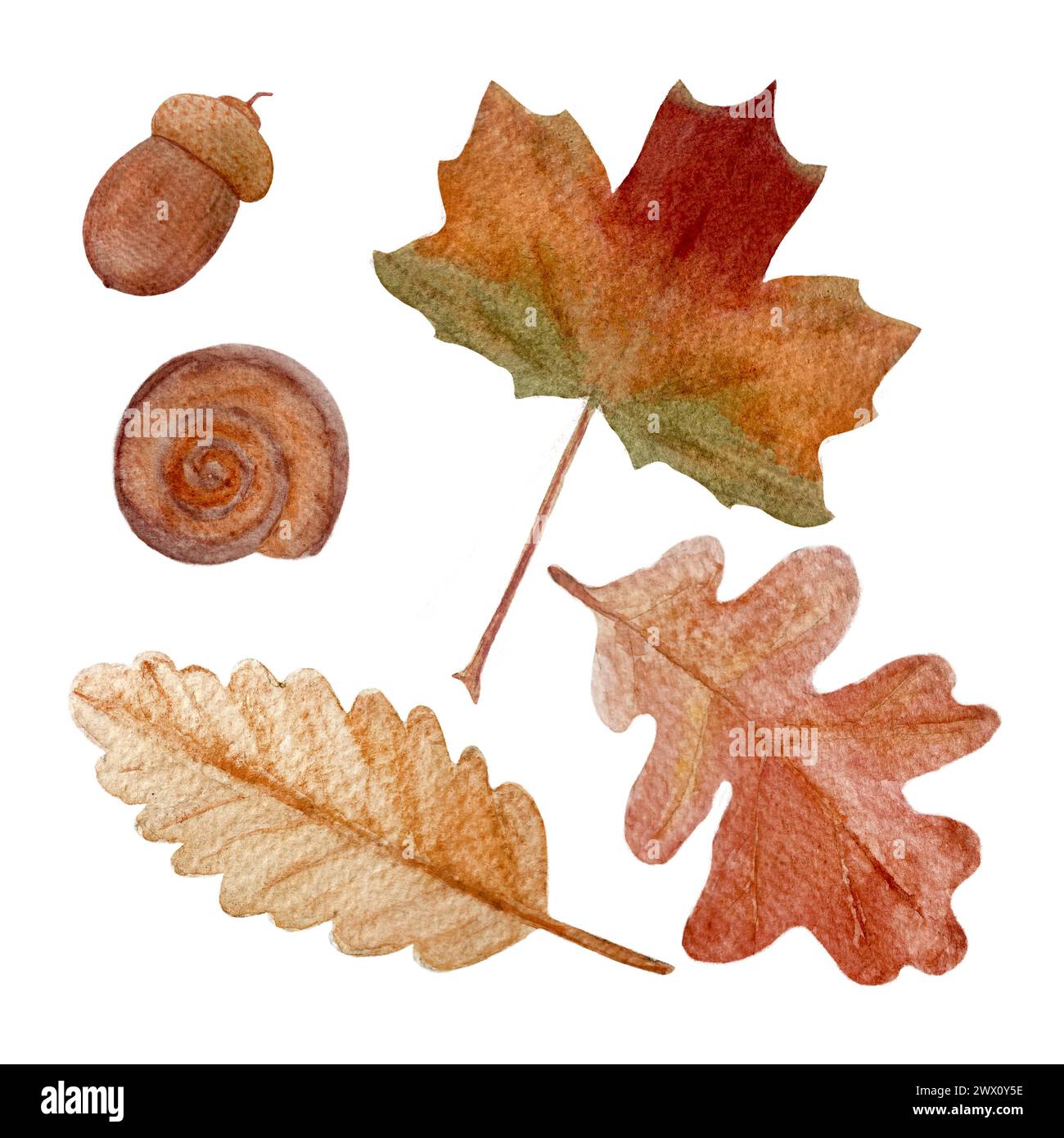 Oak maple leafs acorn snail watercolor illustration isolated on white ...