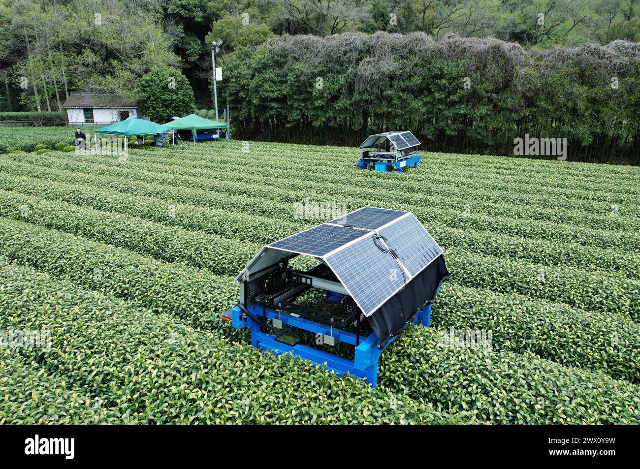 HANGZHOU, CHINA - MARCH 27, 2024 - AI tea picking robots are picking ...