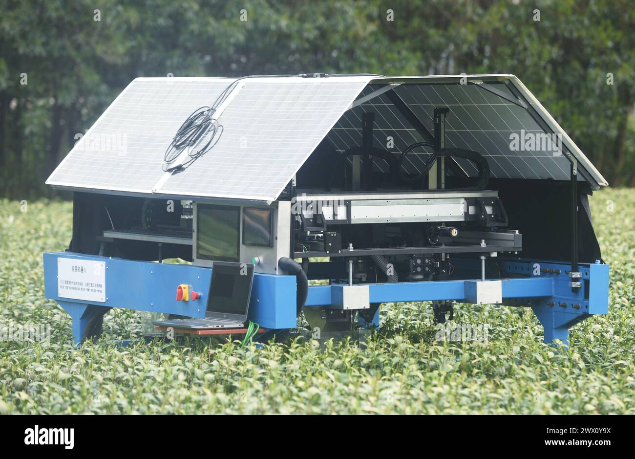 HANGZHOU, CHINA - MARCH 27, 2024 - An AI tea picking robot is picking ...