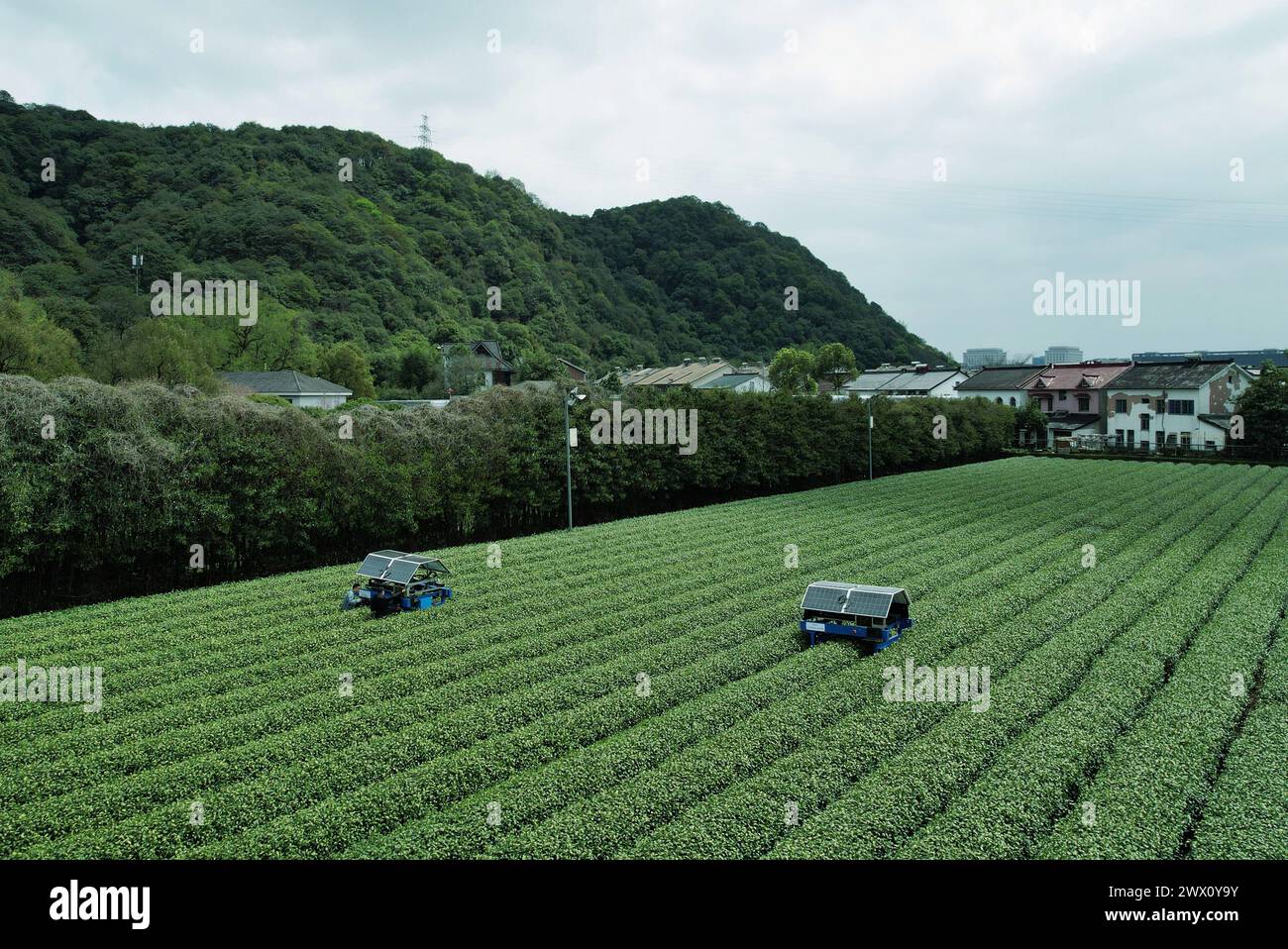 HANGZHOU, CHINA - MARCH 27, 2024 - AI tea picking robots are picking ...