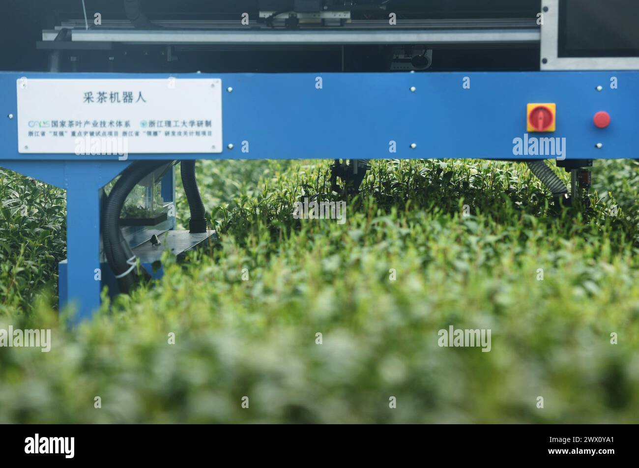 HANGZHOU, CHINA - MARCH 27, 2024 - An AI tea picking robot is picking ...
