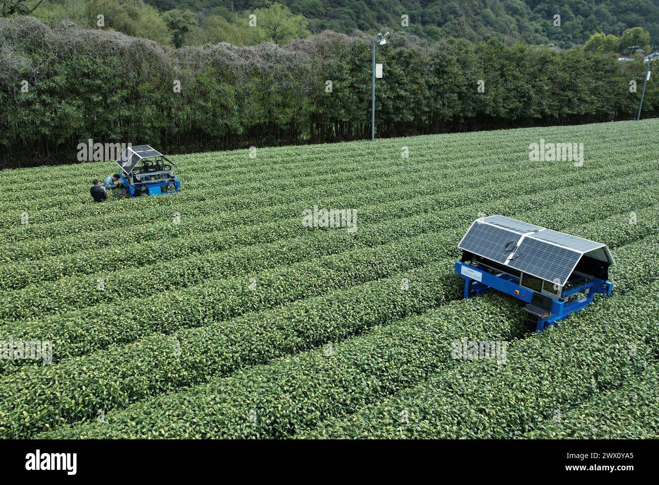 HANGZHOU, CHINA - MARCH 27, 2024 - AI tea picking robots are picking ...