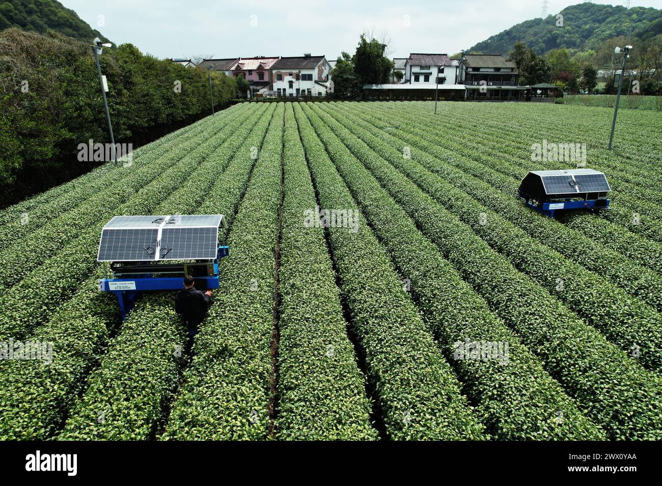 HANGZHOU, CHINA - MARCH 27, 2024 - AI tea picking robots are picking ...