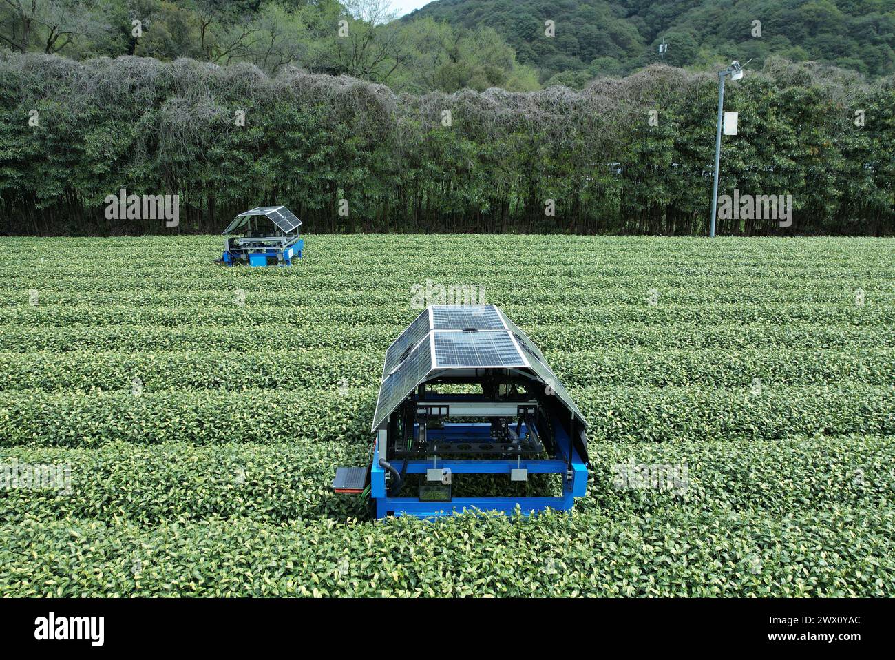 HANGZHOU, CHINA - MARCH 27, 2024 - AI tea picking robots are picking ...