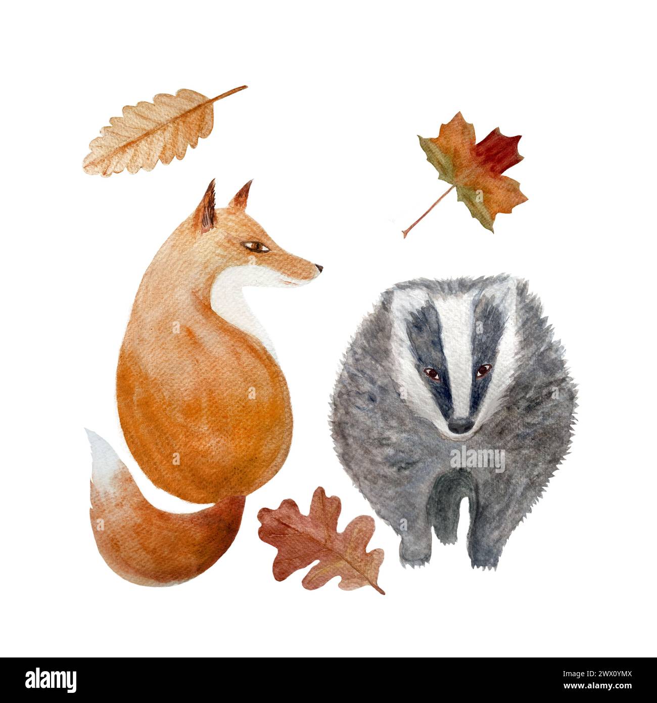 Fox and badger watercolor flat illustration isolated on white Stock ...