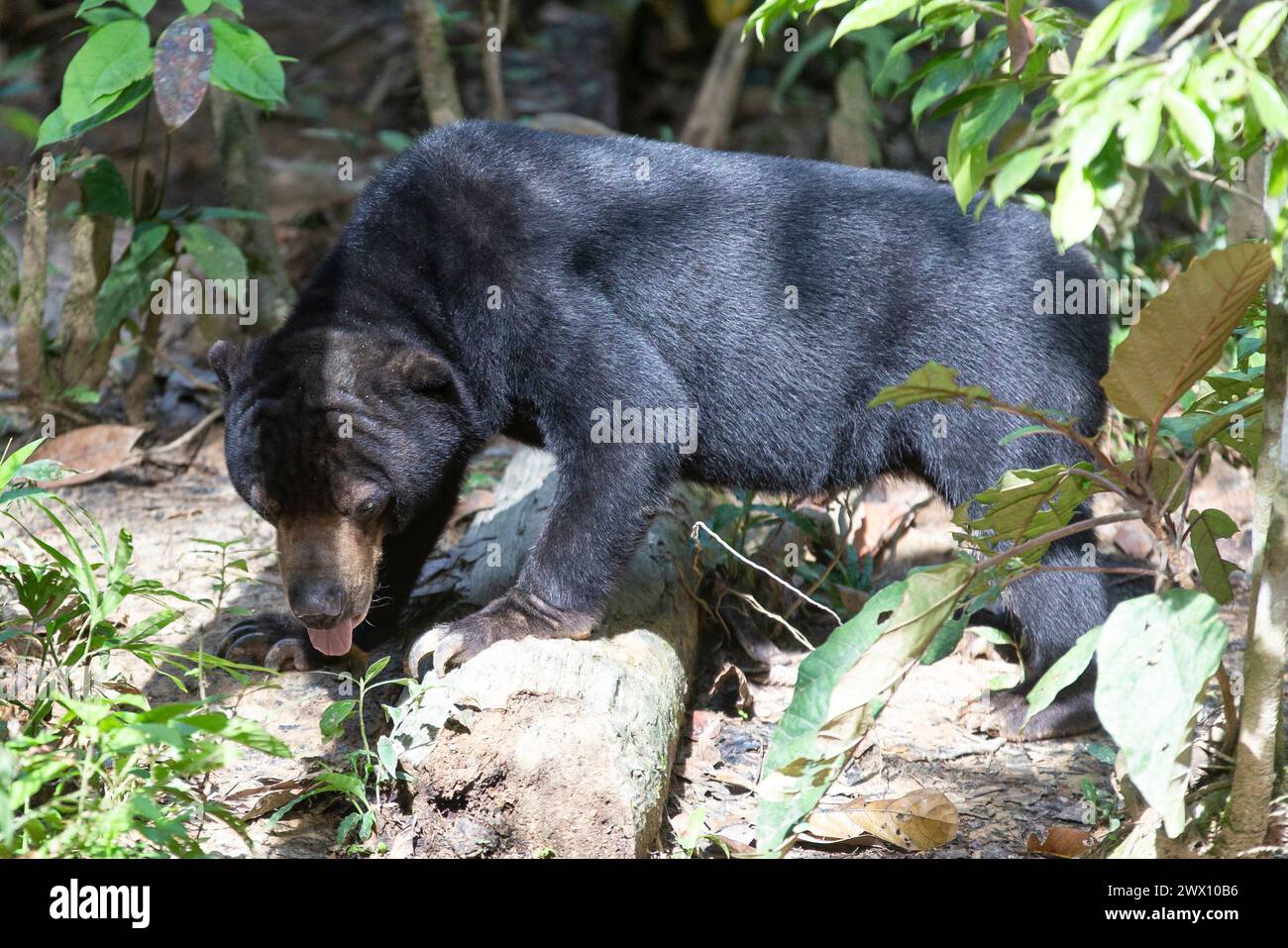 Malayan Sun Bear is the smallest bear in the world Stock Photo - Alamy