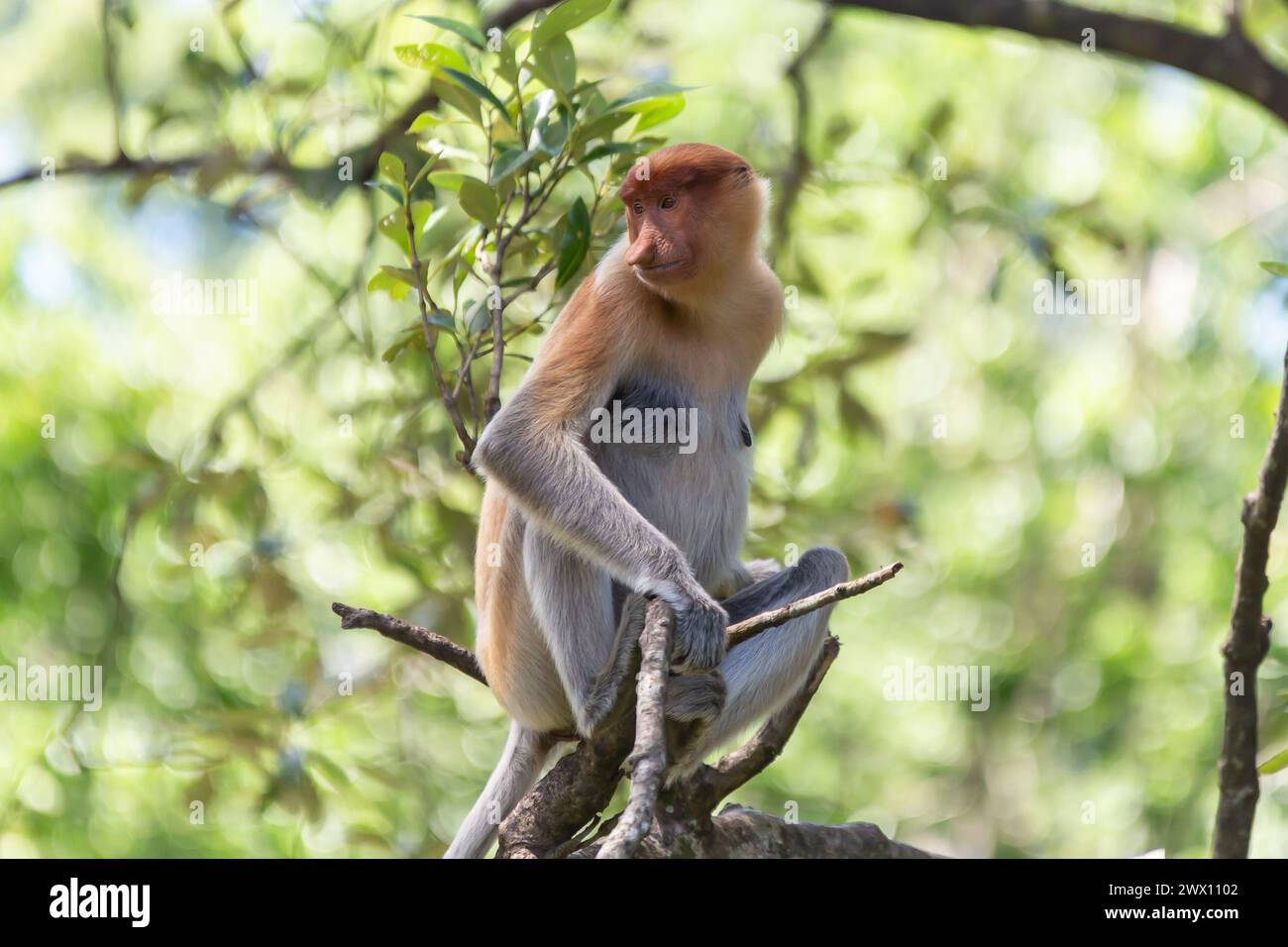 The proboscis monkey (Nasalis larvatus) or long-nosed monkey is a ...