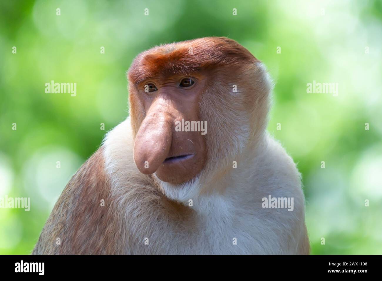 The proboscis monkey (Nasalis larvatus) or long-nosed monkey is a ...