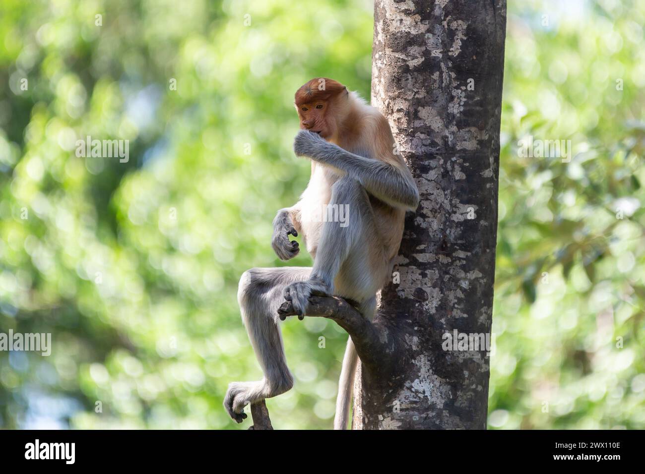 Proboscis monkey mangrove forest asia hi-res stock photography and ...