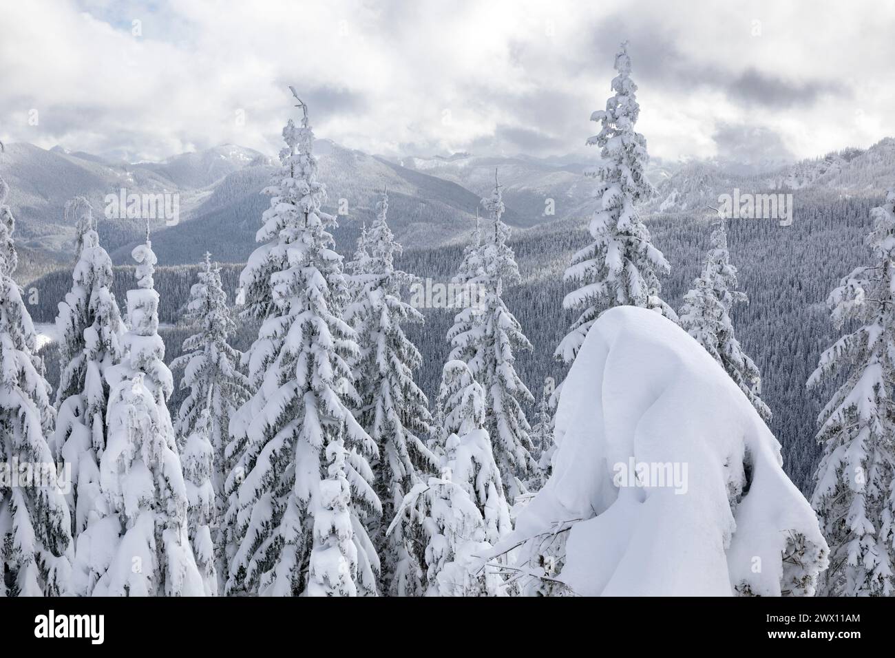 WA24717-00.....WASHINGTON -- Winter in the Tahoma State Forest. Viewed ...