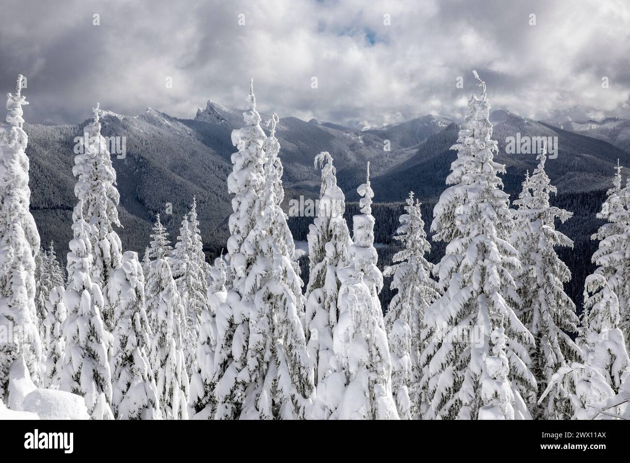 WA24718-00.....WASHINGTON -- Winter in the Tahoma State Forest. Viewed ...