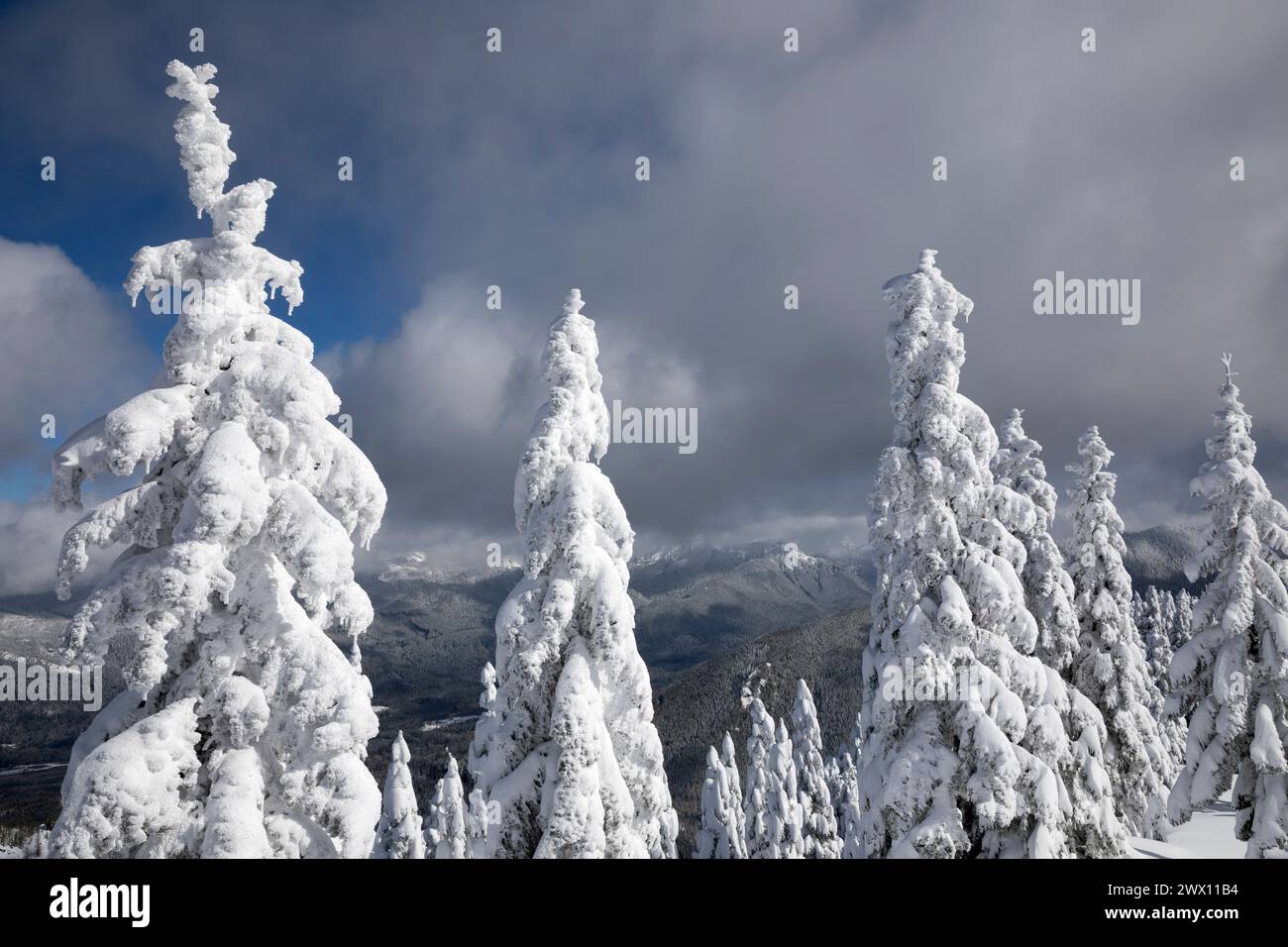 WA24719-00.....WASHINGTON -- Winter in the Tahoma State Forest. Viewed ...