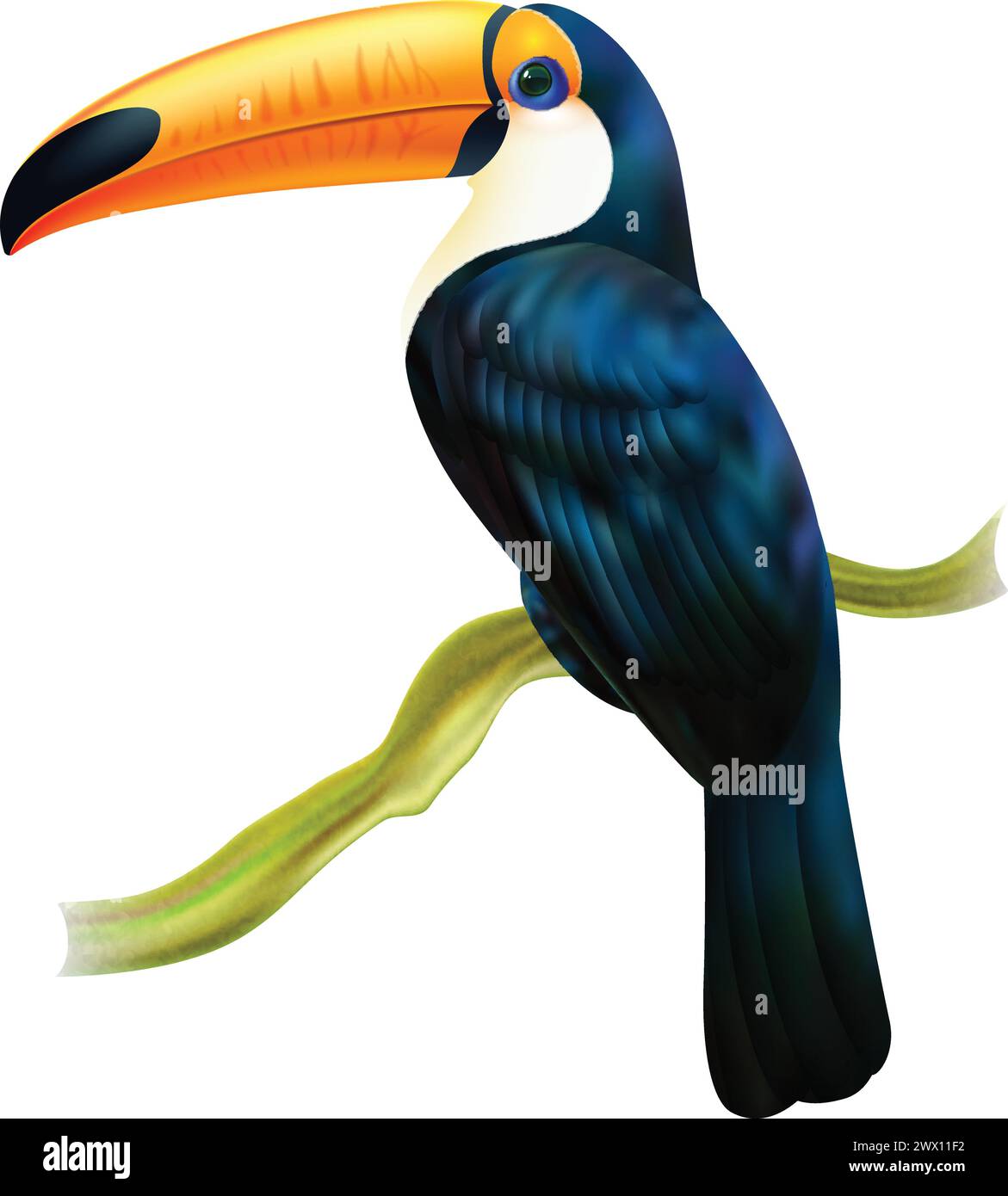 Tropical rainforest fauna toucan bird sitting on a twig colorful ...