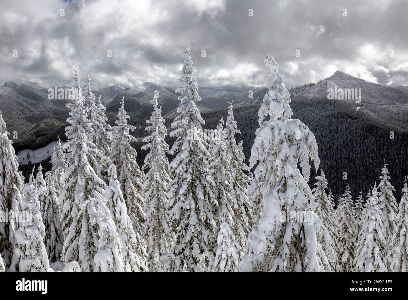 WA24720-00.....WASHINGTON -- Winter in the Tahoma State Forest. Viewed ...