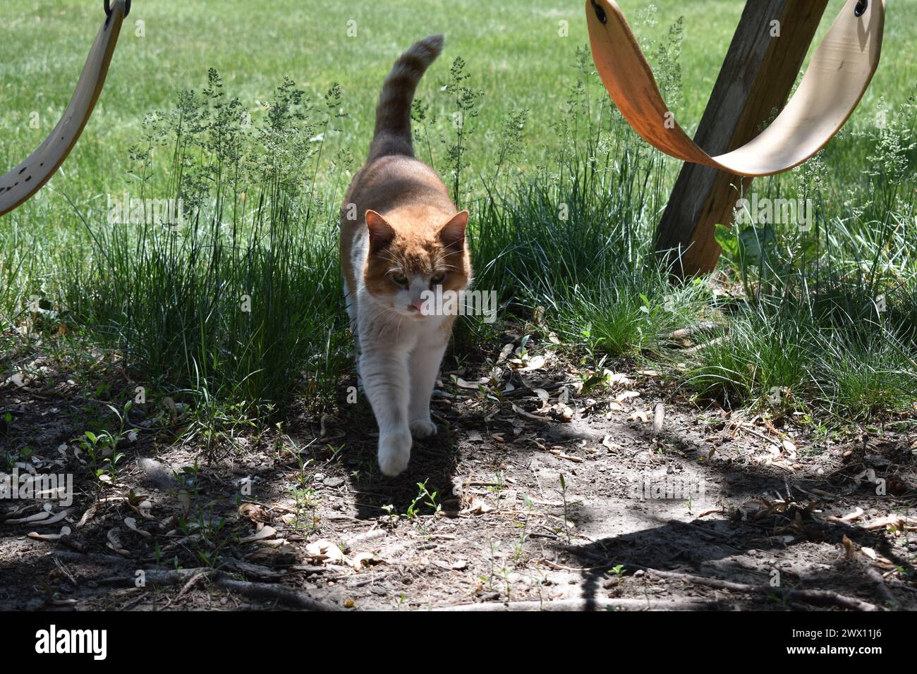 An orange and white tabby cat is paused underneath a swing set. The cat ...