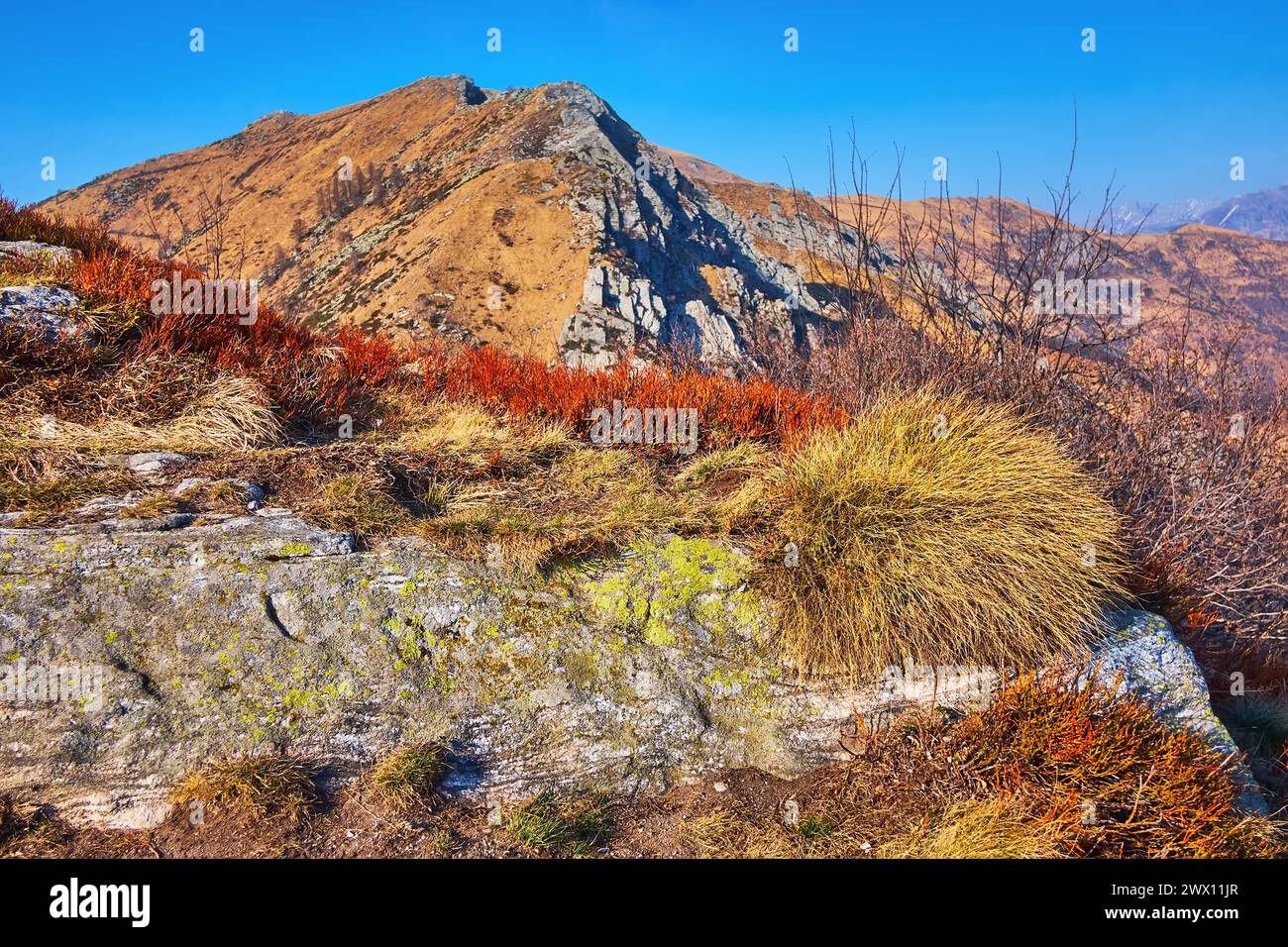 The early spring nature of Lepontine Alps - dry yellow and red grasses ...