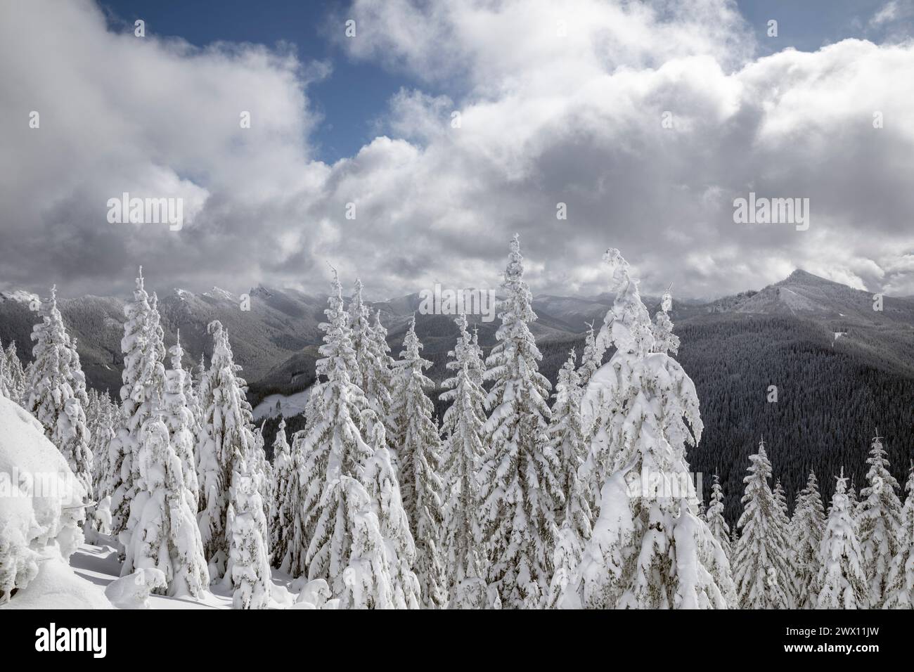 WA24721-00.....WASHINGTON -- Winter in the Tahoma State Forest. Viewed ...