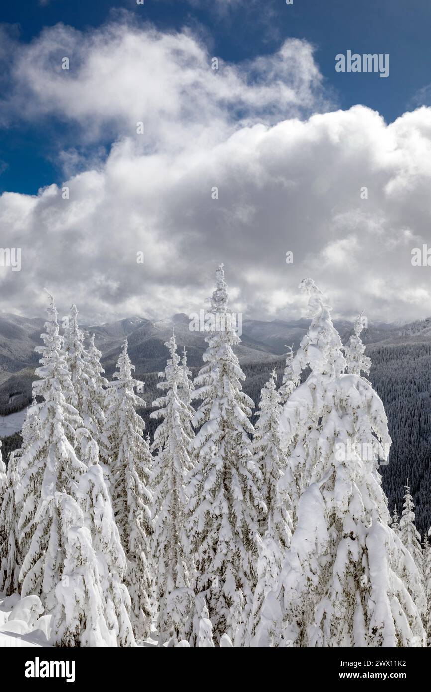 WA24722-00.....WASHINGTON -- Winter in the Tahoma State Forest. Viewed ...