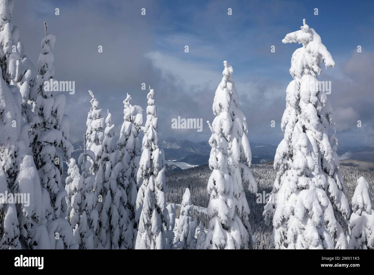 WA24723-00.....WASHINGTON -- Winter in the Tahoma State Forest. Viewed ...