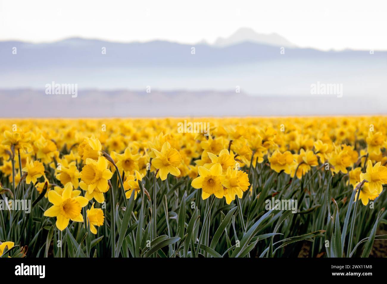 Fields of daffodils hi-res stock photography and images - Alamy