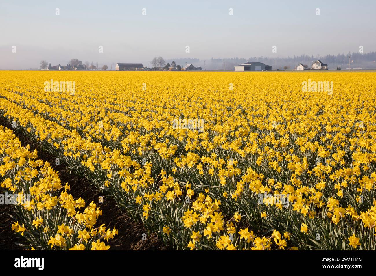 Endless yellow daffodils hi-res stock photography and images - Alamy
