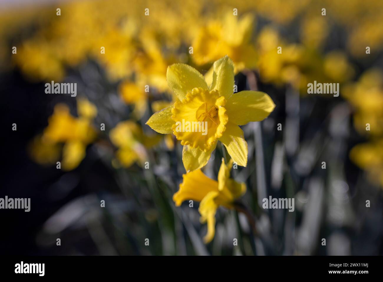 Endless daffodils hi-res stock photography and images - Alamy