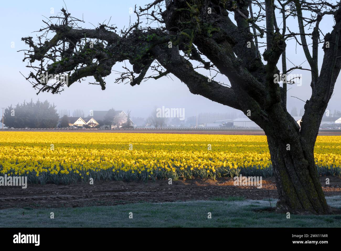 Endless yellow daffodils hi-res stock photography and images - Alamy