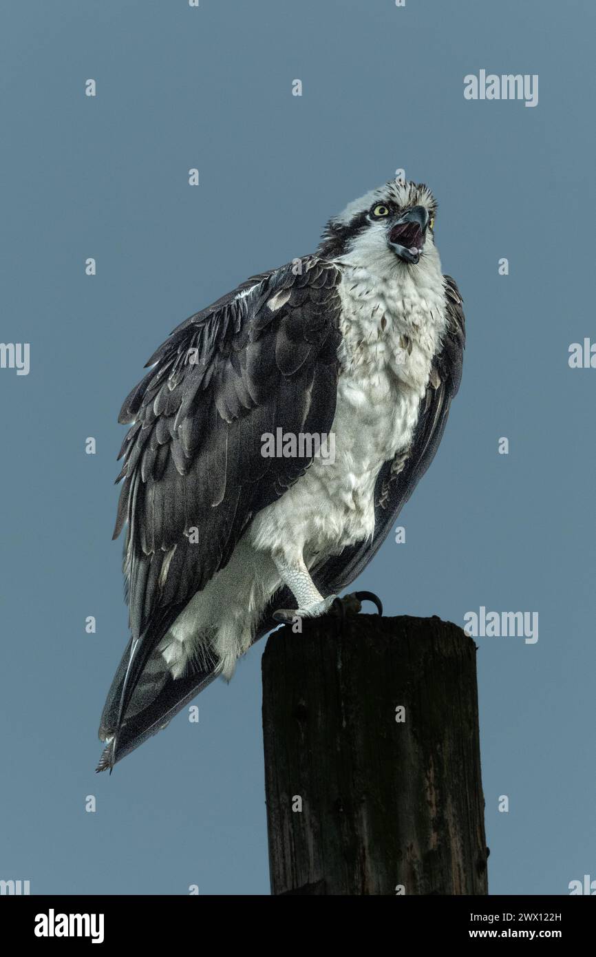 Osprey nesting near a lagoon Stock Photo - Alamy