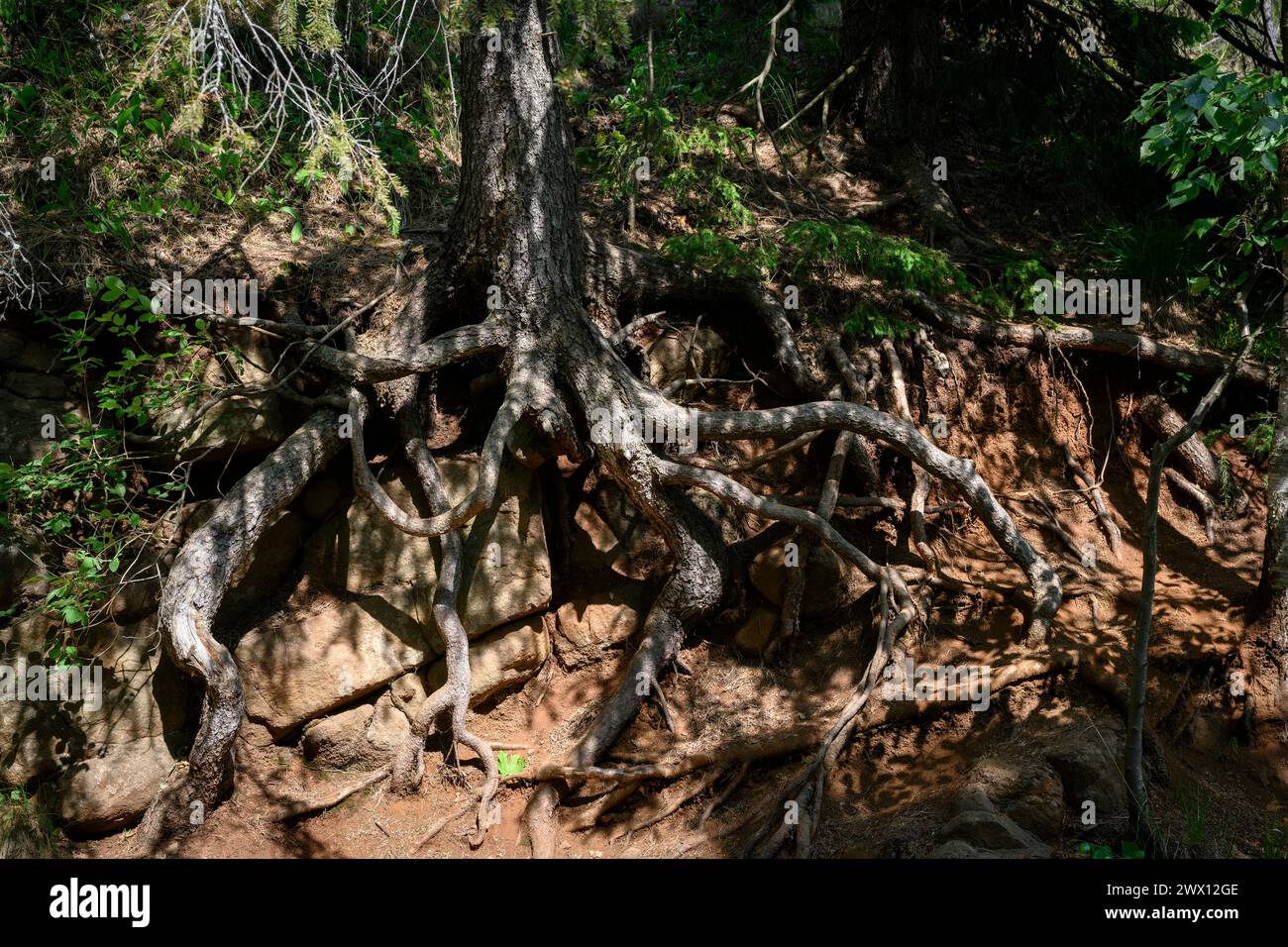 Exposed tree roots on a rocky slope in the forest Stock Photo - Alamy